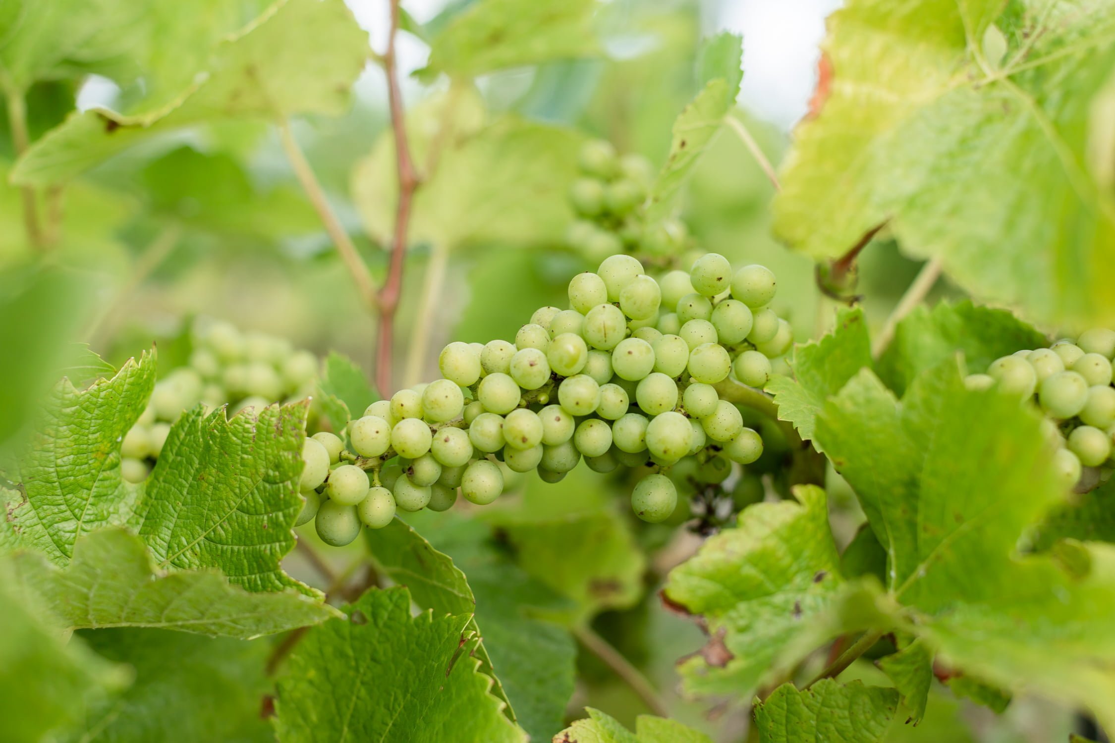 Tasting Notes - Pinot Gris • Highclare Estate
